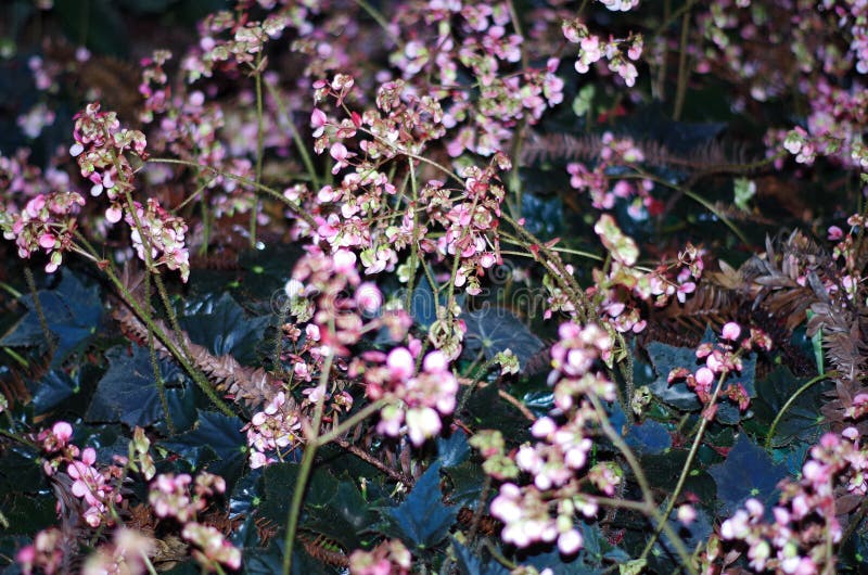 Begonia stock image. Image of food, spring, purple, shrub - 274356657