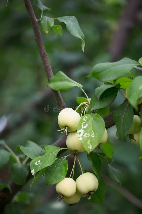 Begonia Fruit from Begonia Tree Stock Photo - Image of begonia ...
