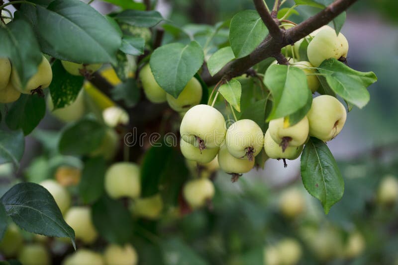 Begonia Fruit with Branches Close-up Stock Image - Image of tree, plant ...