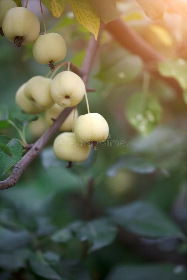 Begonia Fruit about To Ripen on Branch Stock Image - Image of overgrown ...