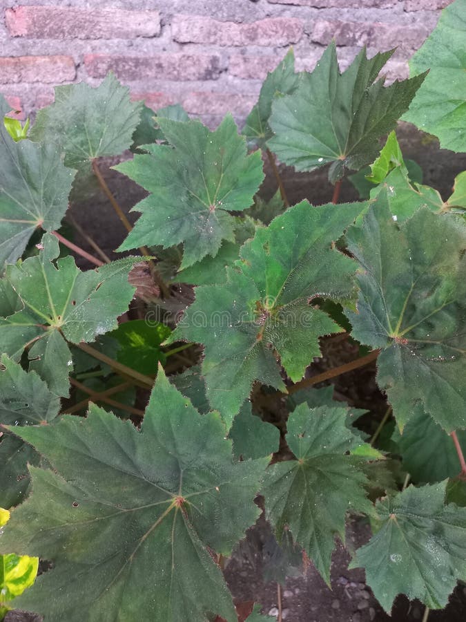 Begonia Green Star Leaves stock photo. Image of begonia - 252289702