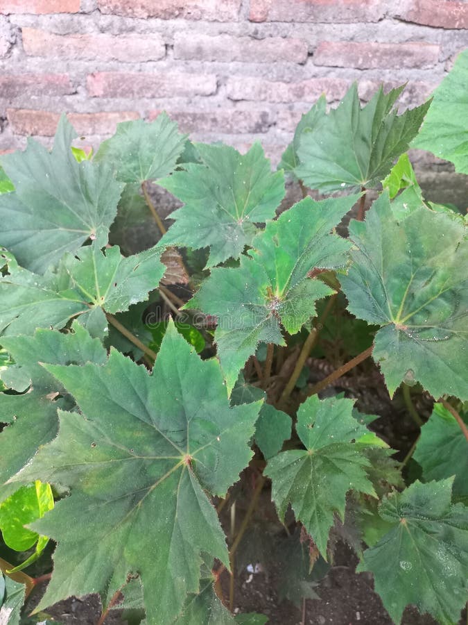 Begonia Green Star Plant stock image. Image of maple - 252289695