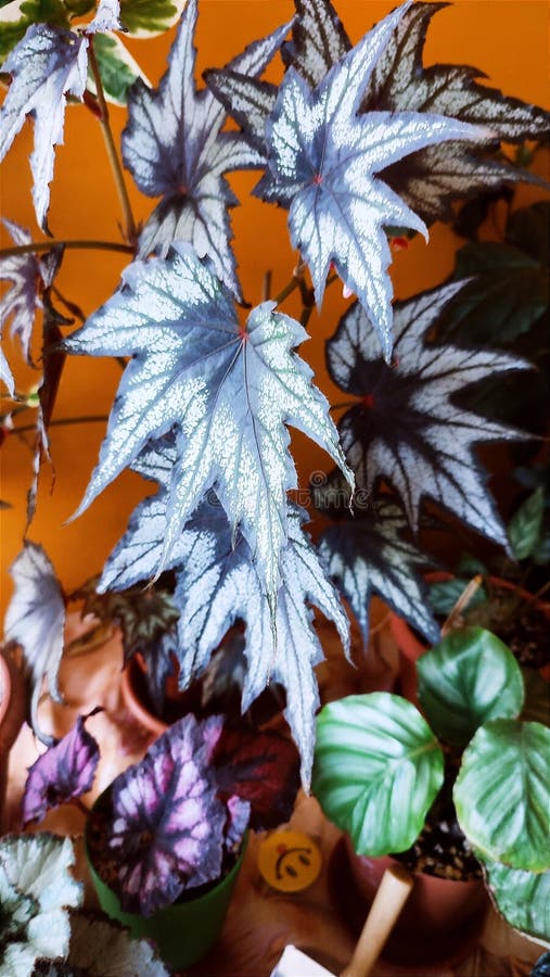Begonia with Beautiful Leaves Stock Photo - Image of winter, maple ...