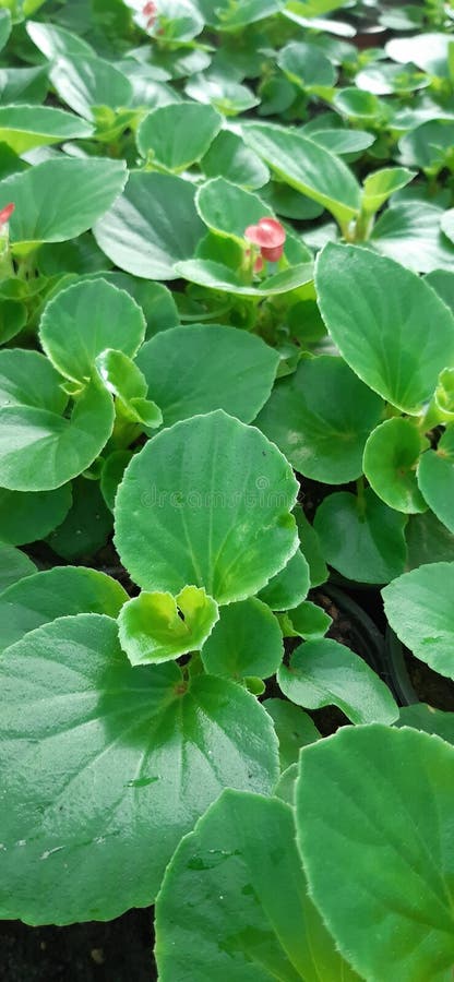 Begonia leaves carpet stock image. Image of wildflower - 268457301