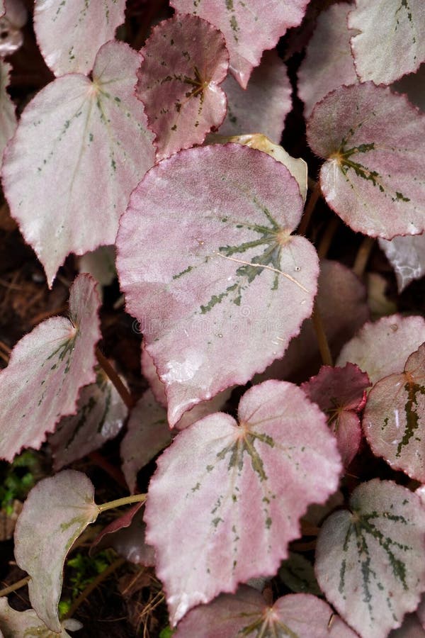 Begonia plant stock photo. Image of close, fresh, foliage - 95541632