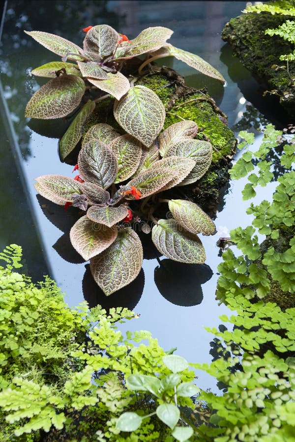 A Begonia Plants in the Garden Stock Image - Image of botanical, summer ...
