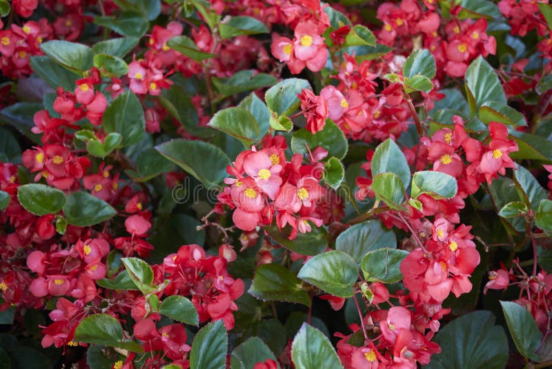 Begonia red flowers stock image. Image of bright, waxy - 122631037