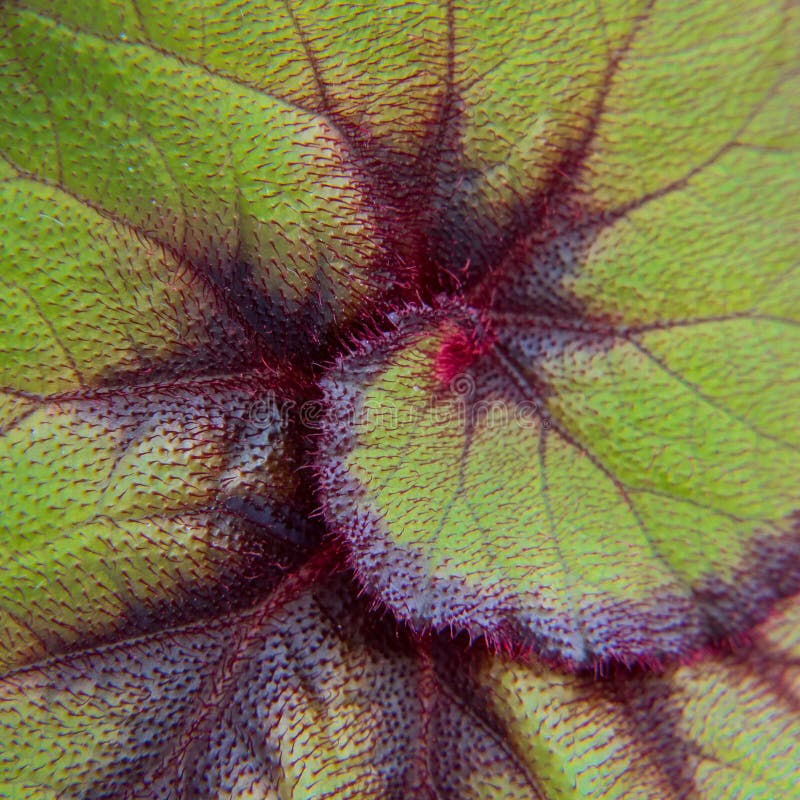 Begonia Rex Fireflush stock photo. Image of indoor, decorative - 75977648