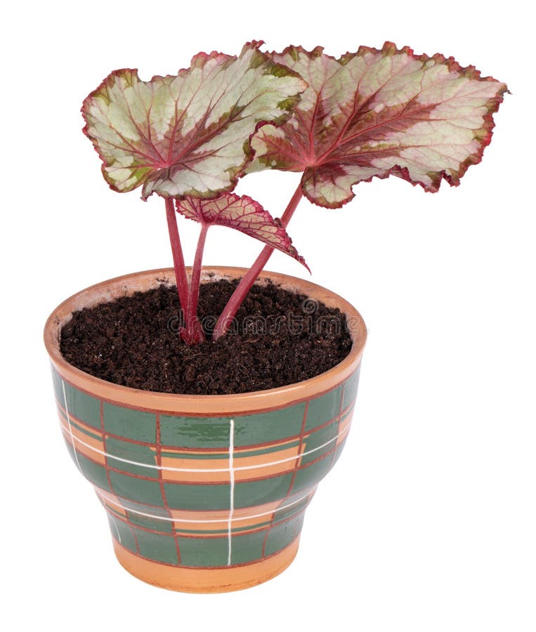 168 Begonia Rex Pot Stock Photos - Free & Royalty-Free Stock Photos ...