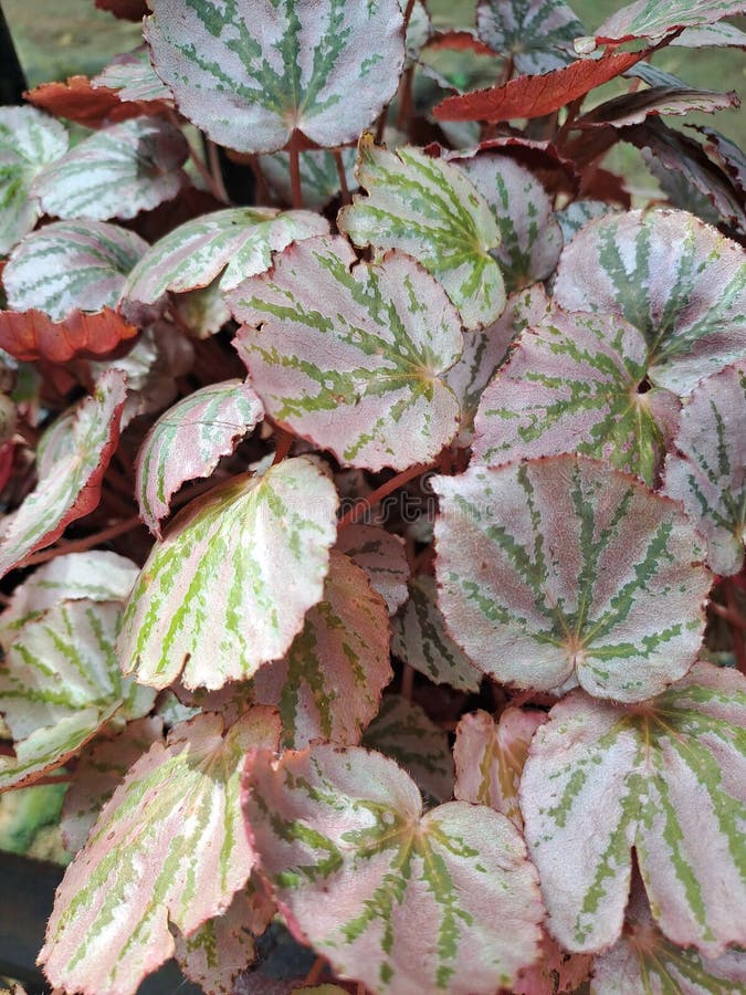 Begonia Rex Plant with Red Leafs Stock Photo - Image of house, foliage ...