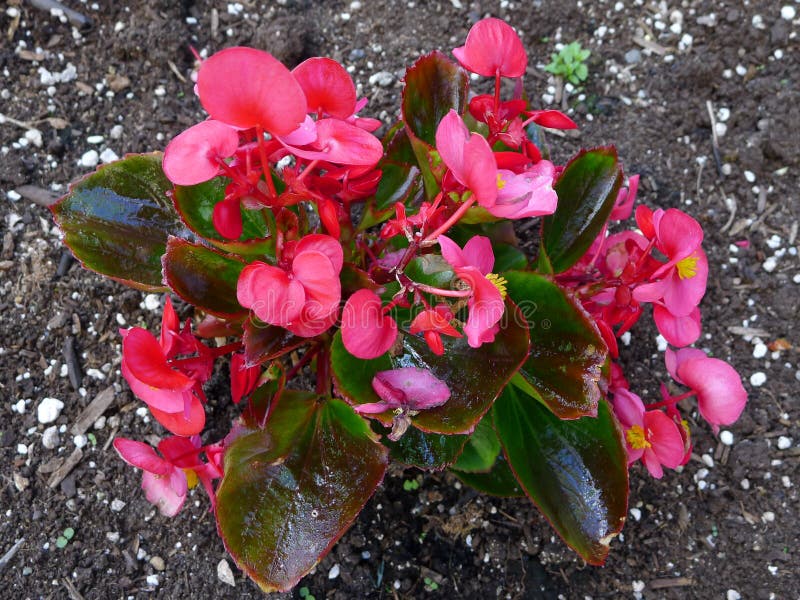 Begonia Semperflorens image stock. Image du détail, fleur - 115173983