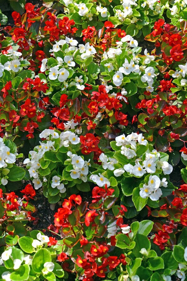 Begonia Semperflorens Link & Otto with Red and White Flowers Stock ...