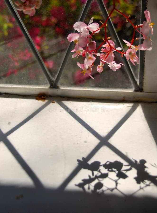 Begonia shadows stock photo. Image of flower, begonia - 4536454