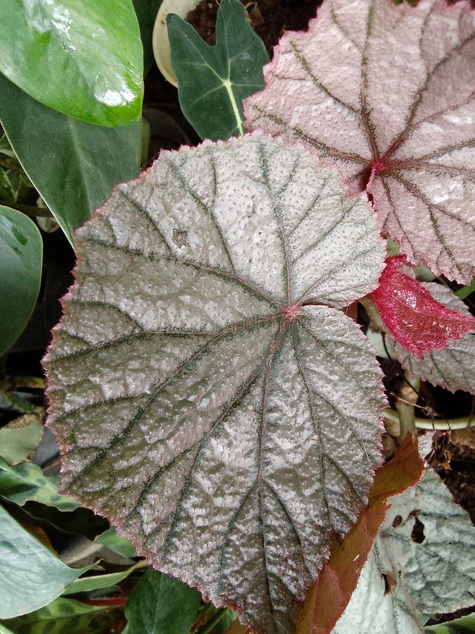 Begonia Silver so Beautiful Stock Photo - Image of wildflower ...