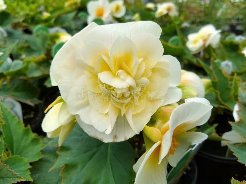 Begonia `Sweet Spice Citrus` Stock Photo - Image of lemon, close: 238883544