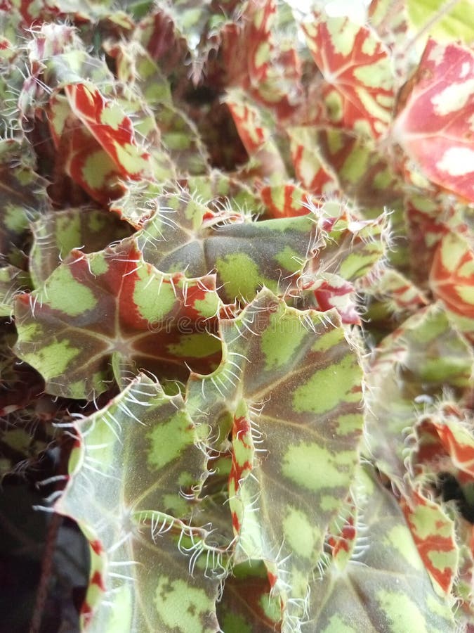 Begonia Tiger Ornamental Plant with a Unique Texture and Leaf Shape ...