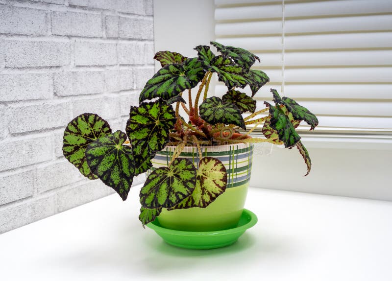 Begonia Tiger Paws or Eyelash Stock Image - Image of indoor, plant ...