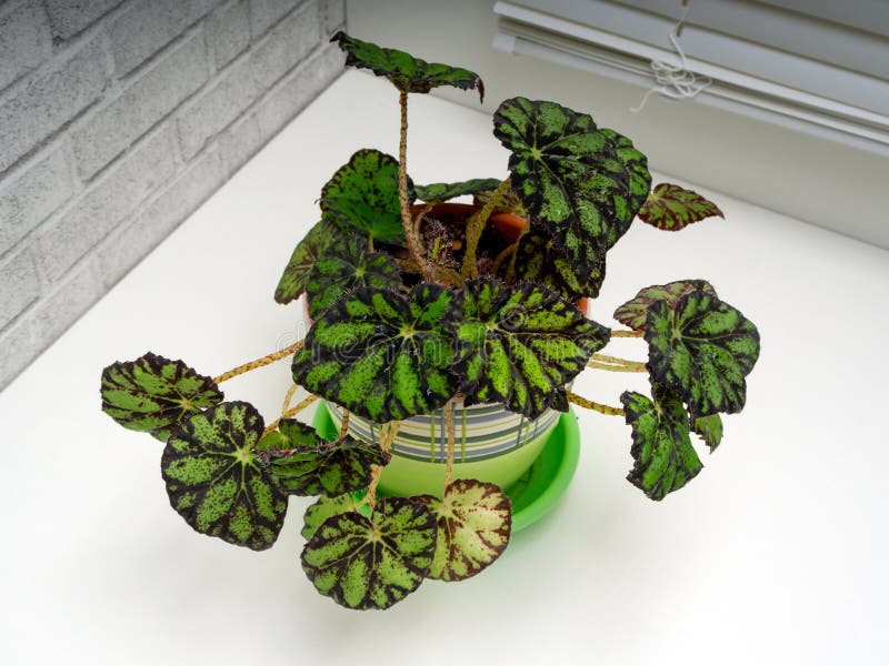 Begonia Tiger Paws or Eyelash Stock Photo - Image of gardening, eyelash ...