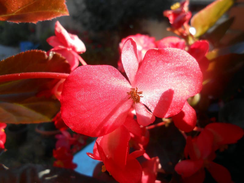Begonia, Whopper Red Bronze Leaf Stock Photo - Image of begonia ...