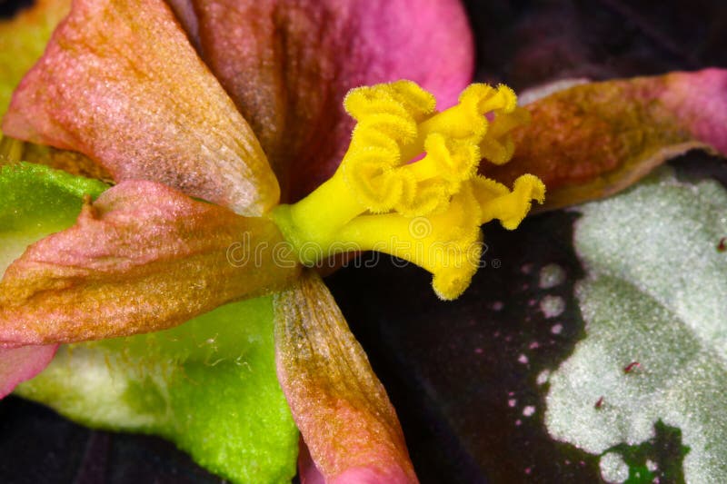 Yellow Stigma Begonia 05 stock image. Image of pink - 345187731