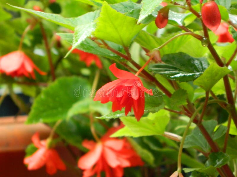 Begunia stock photo. Image of begunia, small, beautiful - 152329182