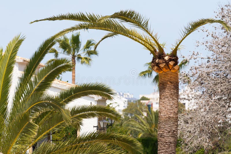 Behandelde Palm Tegen Rode Palmgraanklander Stock Foto - Image of ...