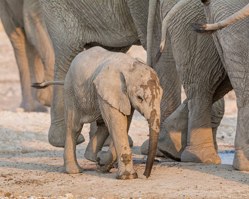 Behandla Som Ett Barn Afrikansk Elefant 33 Arkivfoto - Bild av bevattna ...