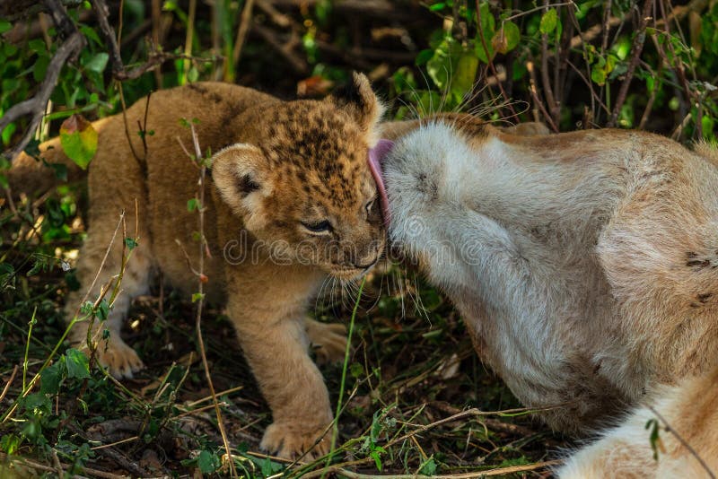 Behandla Som Ett Barn Av Lejon I Savannah Arkivfoto - Bild av natur ...