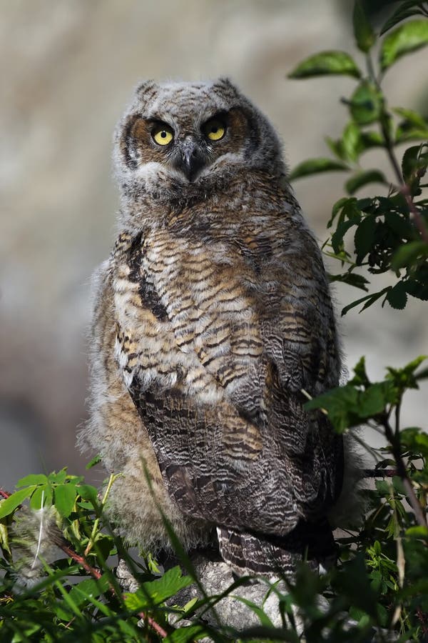 Behandla Som Ett Barn Den Stora Horned Owlen Fotografering för ...