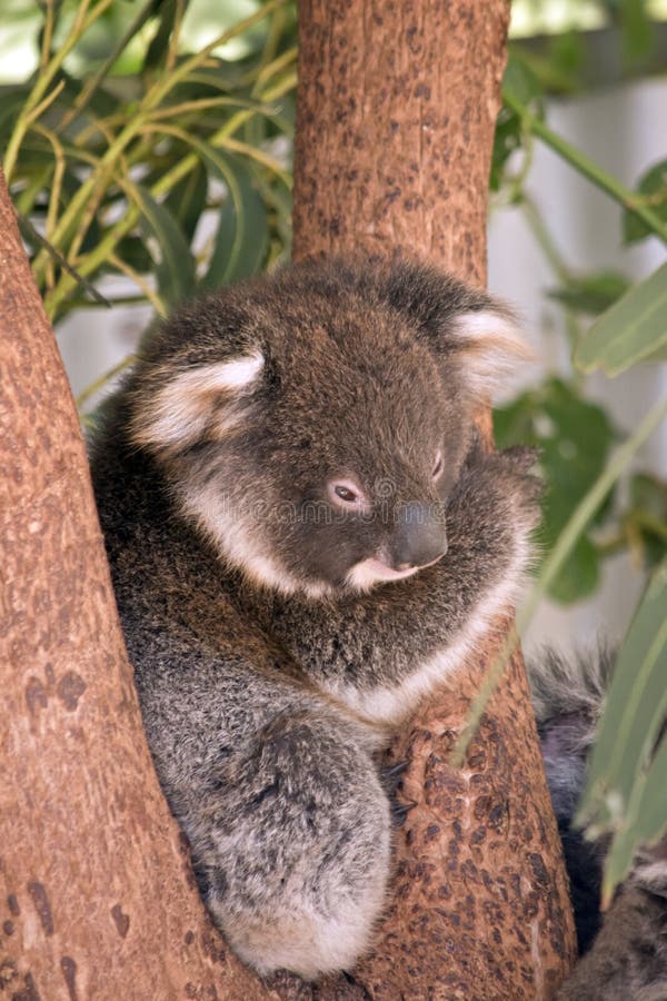 Behandla Som Ett Barn Koalan Fotografering för Bildbyråer - Bild av ...