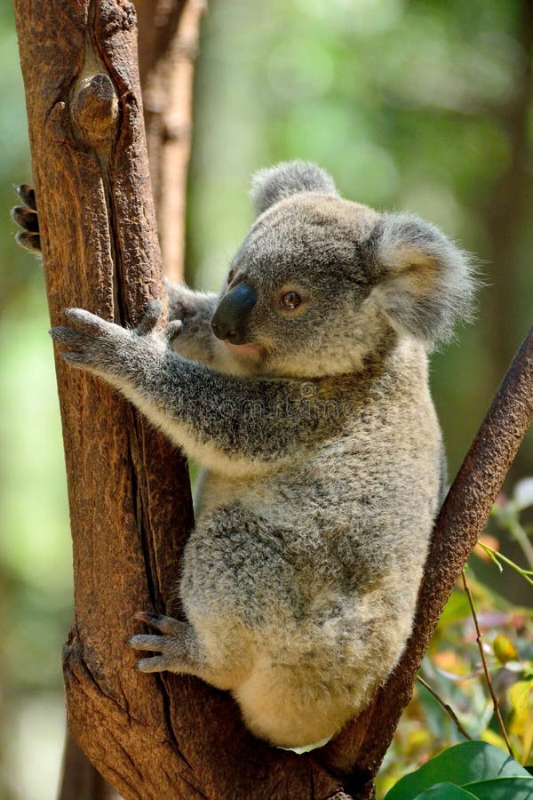 Eucalyptuskoalatree arkivfoto. Bild av kultur, keligt - 9338130