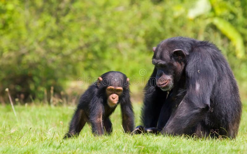 Behandla Som Ett Barn Schimpansen Arkivfoto - Bild av schimpans ...