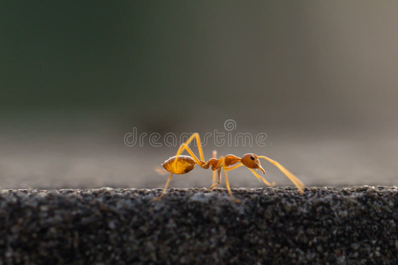 Behavior of Ants. Red Ant Walk on Gray Concrete. Stock Photo - Image of ...