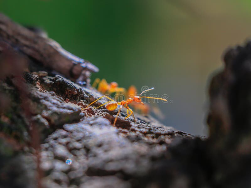 Behavior of Ants.Worker Ants are There Working Stock Image - Image of ...