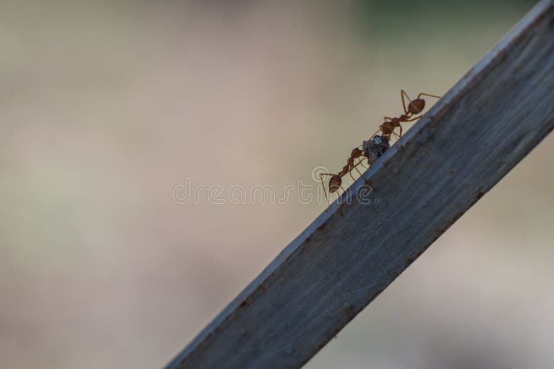 Behavior of Ants.Worker Ants are There Working. Stock Image - Image of ...