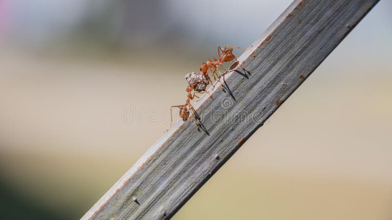 Behavior of Ants.Worker Ants are There Working Stock Photo - Image of ...