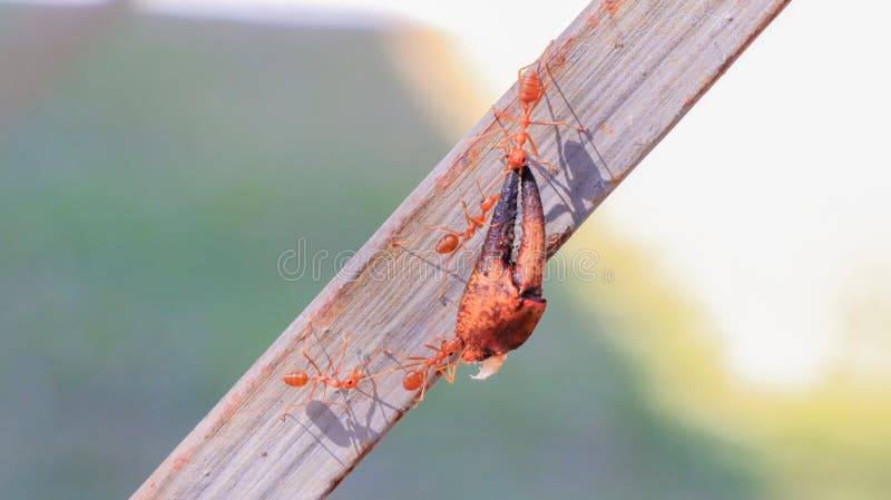Behavior of Ants.Worker Ants are There Working Stock Photo - Image of ...