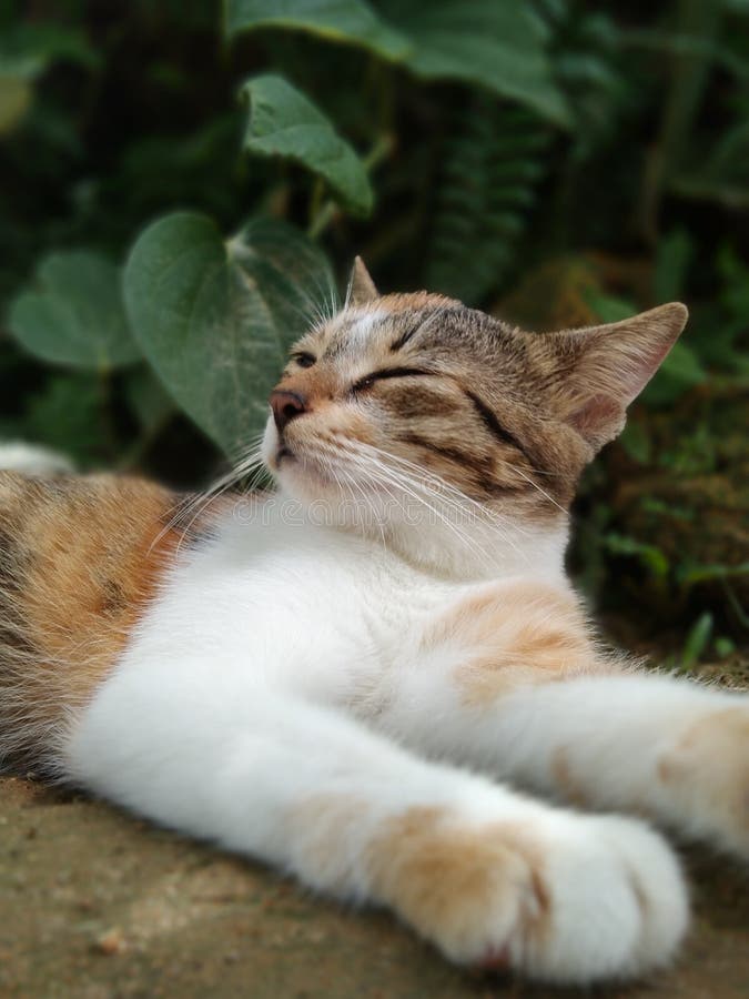 The Behavior of an Arrogant Cat Stock Photo - Image of carnivore ...