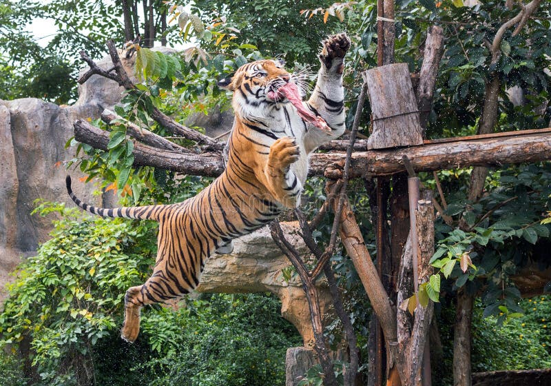 Behavior of Asian Tigers Hunting. Stock Image - Image of behavior ...