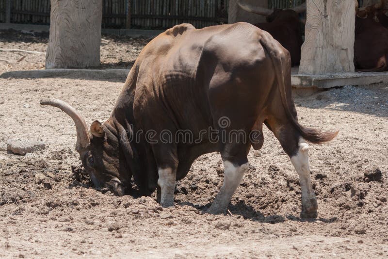 Behavior of the bull. stock image. Image of park, head - 74677203