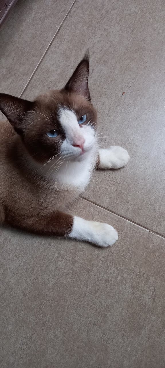 The daily Behavior of Cute and Adorable Cats Inside the House Stock ...