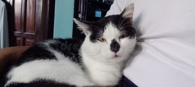 The daily Behavior of Cute and Adorable Cats Inside the House Stock ...