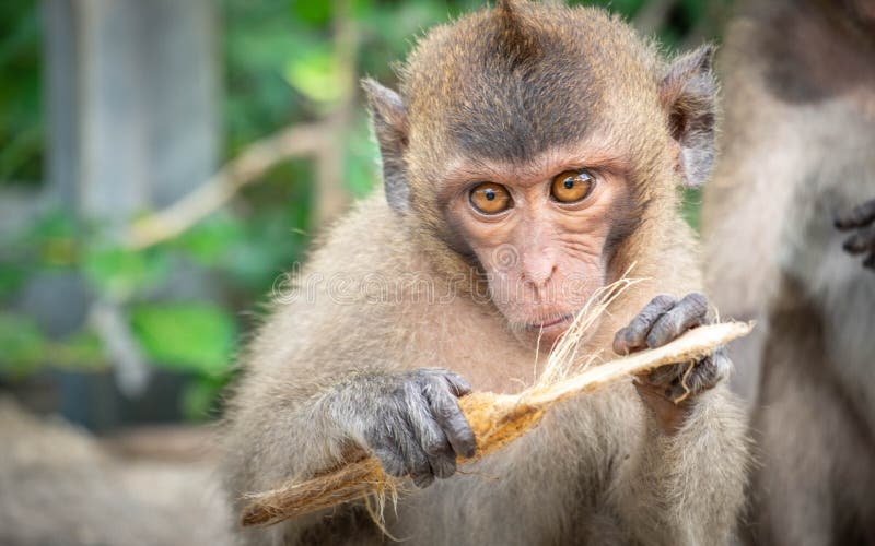 The Behavior of Monkeys Every Day Varies. Stock Image - Image of bamboo ...