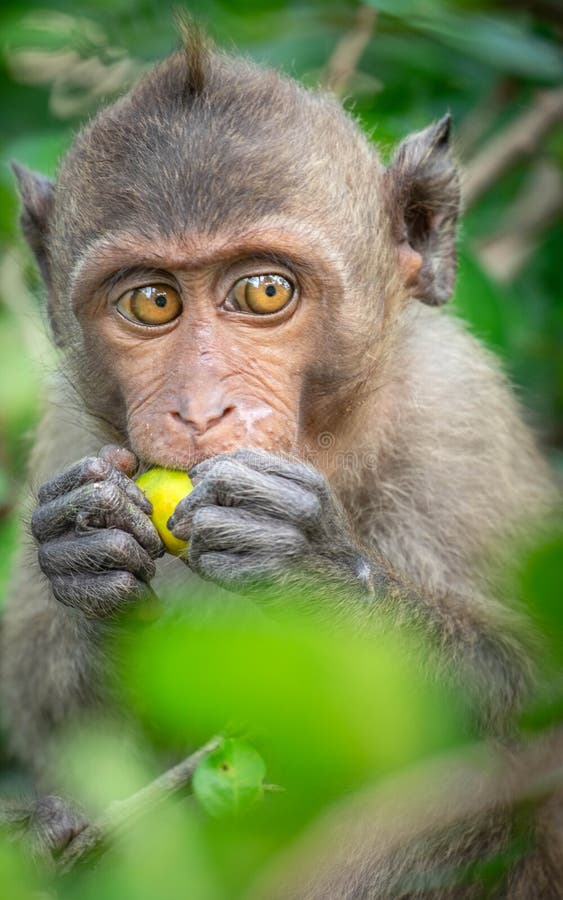 The Behavior of Monkeys Every Day Varies. Stock Photo - Image of ...