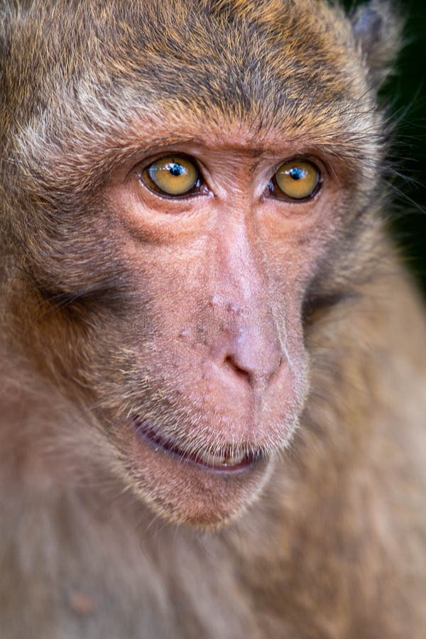 The Behavior of Monkeys Every Day Varies. Stock Photo - Image of bridge ...