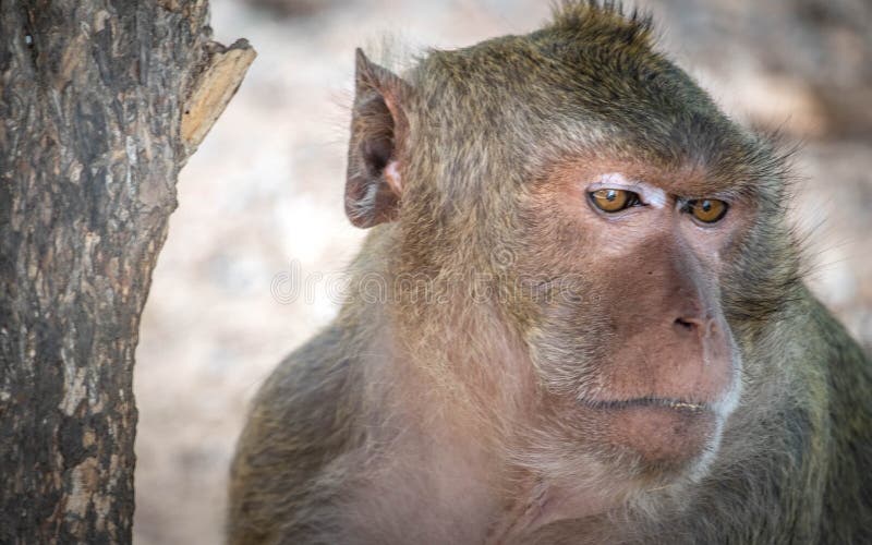 The Behavior of Monkeys Every Day Varies. Stock Image - Image of green, difference: 130865593
