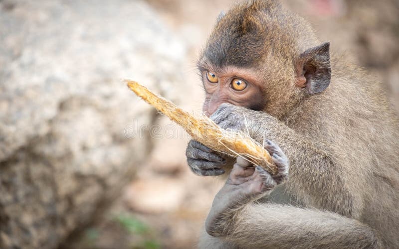 The Behavior of Monkeys Every Day Varies. Stock Image - Image of asia ...