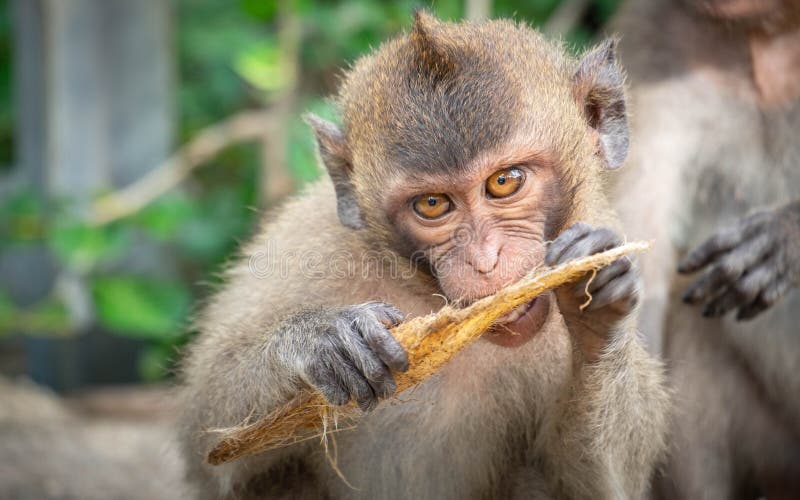 The Behavior of Monkeys Every Day Varies. Stock Image - Image of ...