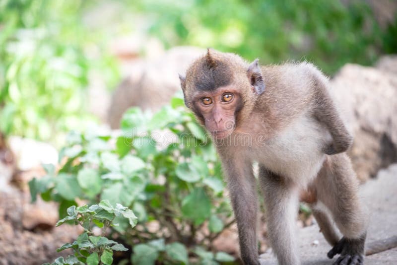 The Behavior of Monkeys Every Day Varies. Stock Photo - Image of bamboo ...