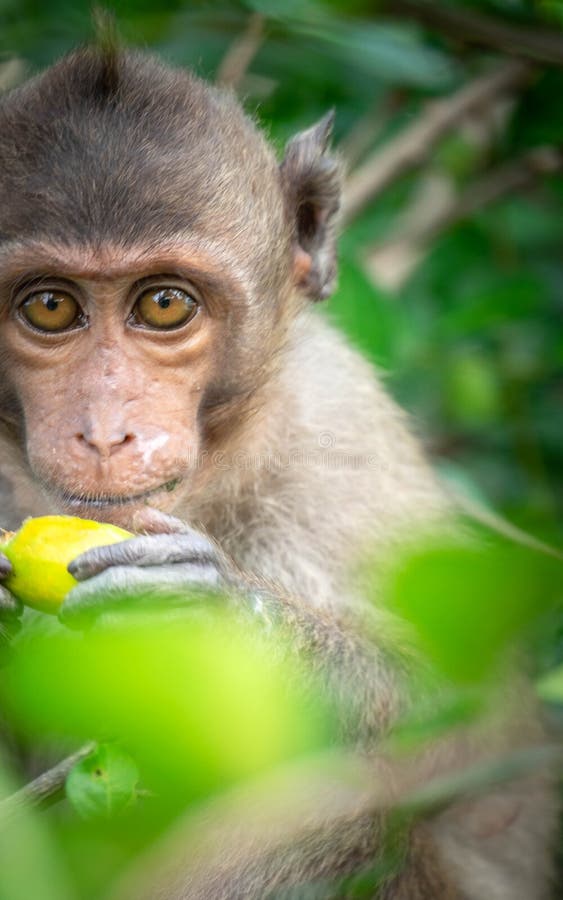 The Behavior of Monkeys Every Day Varies. Stock Image - Image of fresh ...